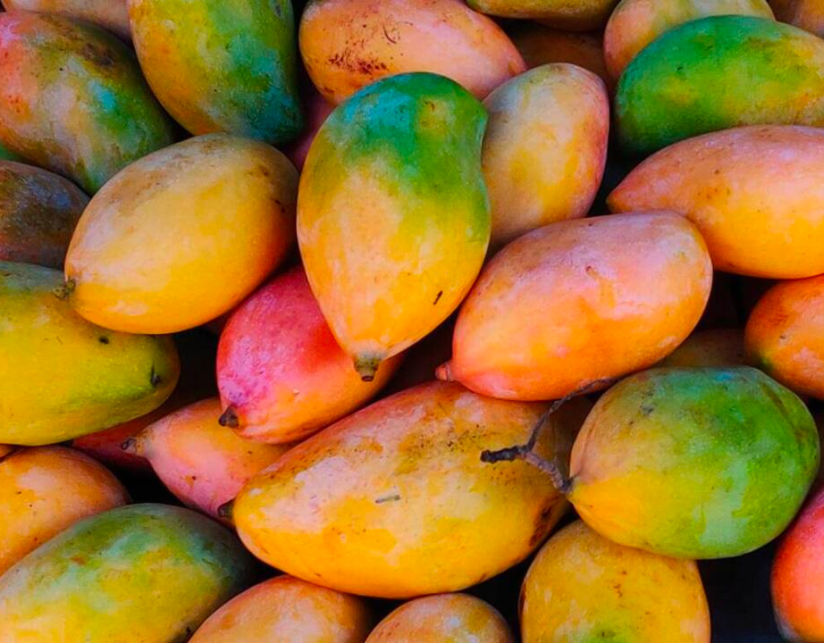 Informativa archivos - Agro Lucava